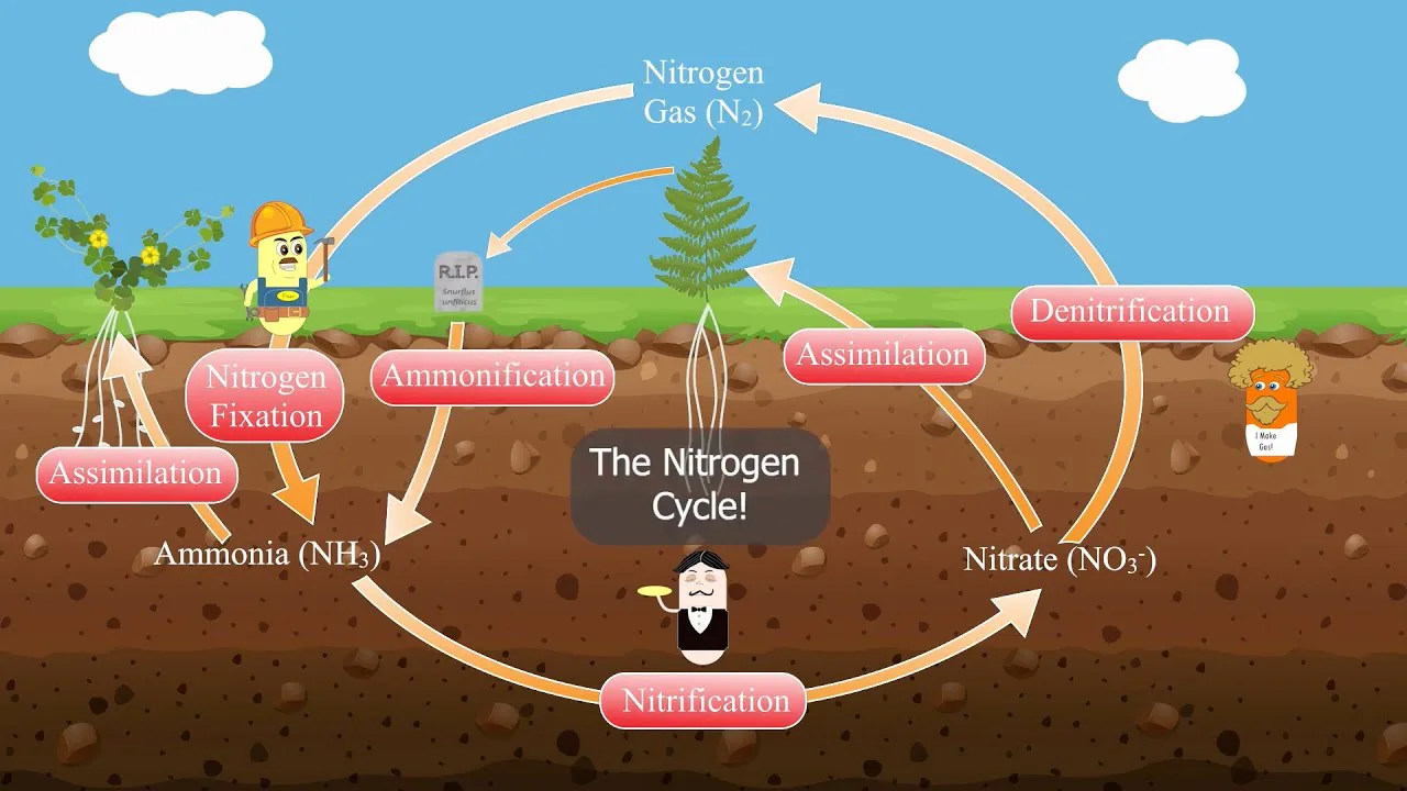 AQA Environmental science Nitrogen Cycle 11th Grade Quiz | Quizizz