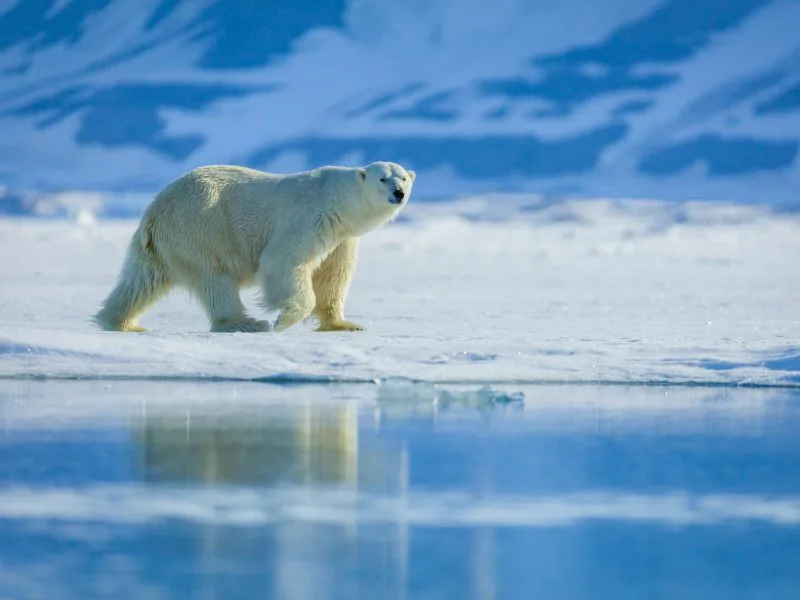 Our Planet: Frozen Worlds Quiz