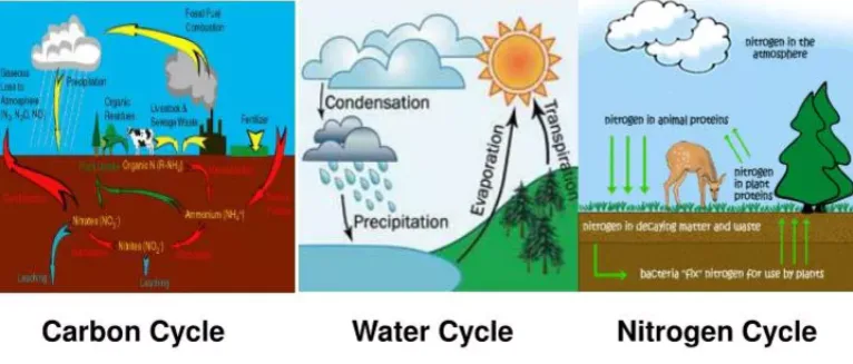 Cycles in Ecosystems and Their Interactions P1 Flashcards