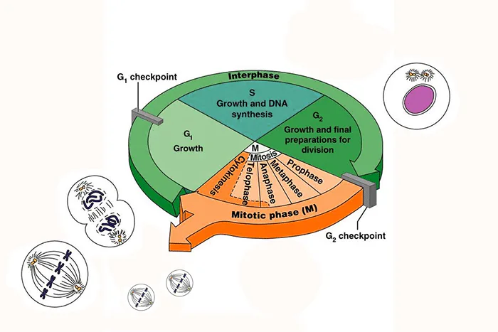 Understanding Cell Cycle and Mitosis Quiz