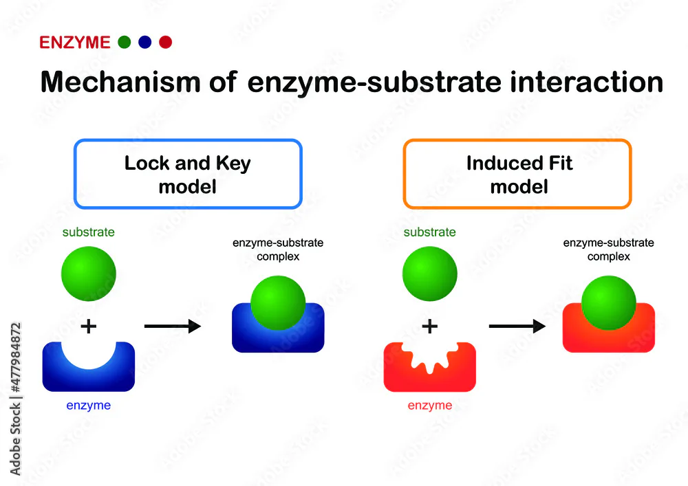 Enzyme Assays 9th - 10th Grade Quiz | Quizizz