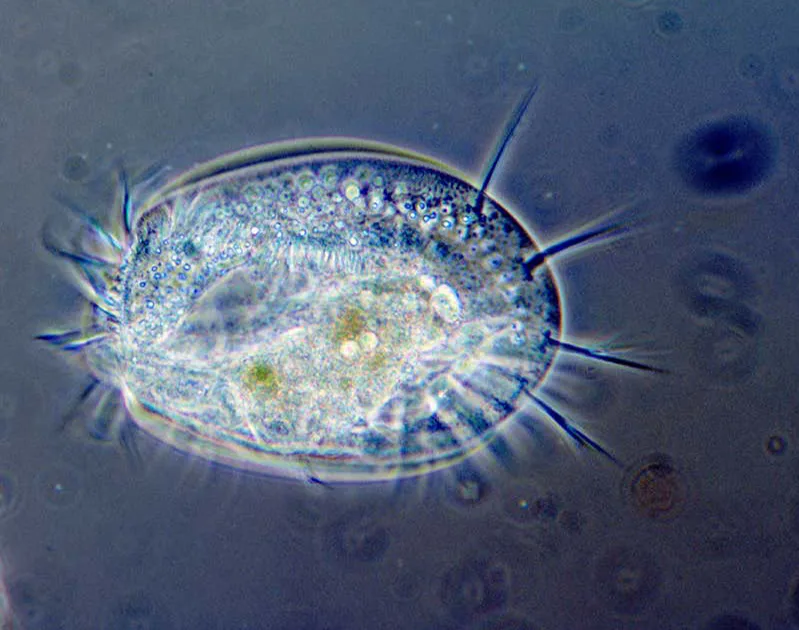 Intro to Circulatory System 9th - 12th Grade Quiz | Wayground