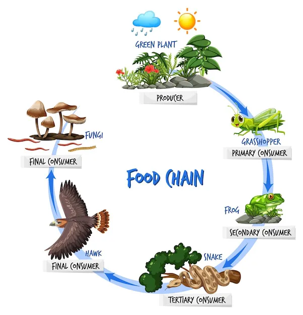 Food Chain 5th Grade Quiz | Wayground (formerly Quizizz)