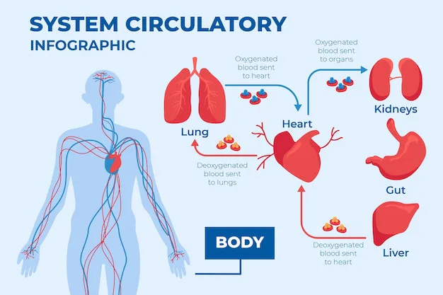 Circulatory system 4th Grade Quiz | Wayground
