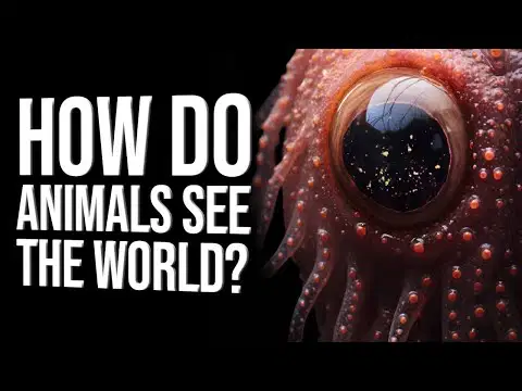 How Do Animals See the World? 5th Grade Video | Wayground (formerly ...