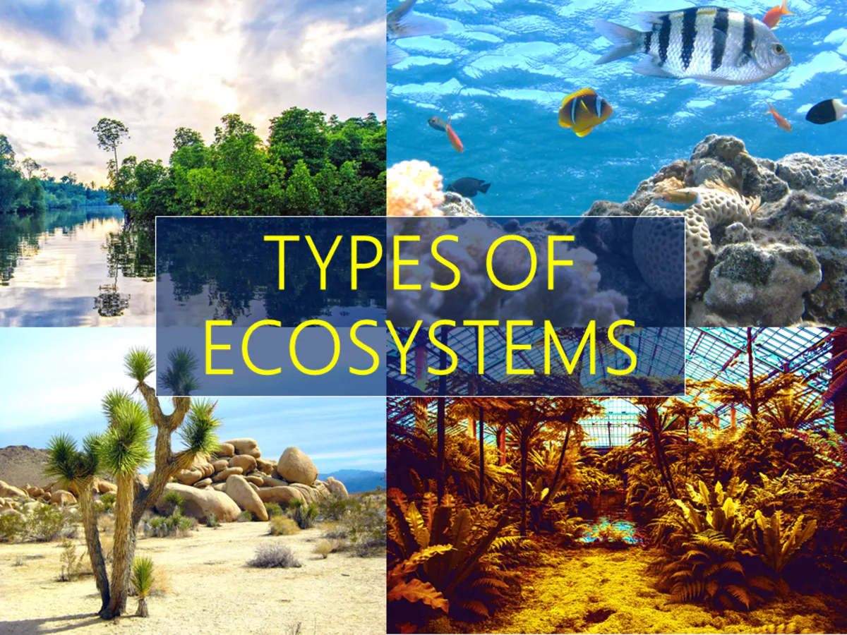 Matter and Energy in Ecosystems Quiz