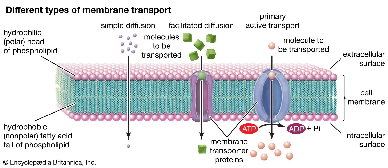 Cell Membrane Quiz Quiz