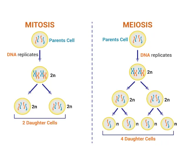 Mitosis and Meiosis Quiz