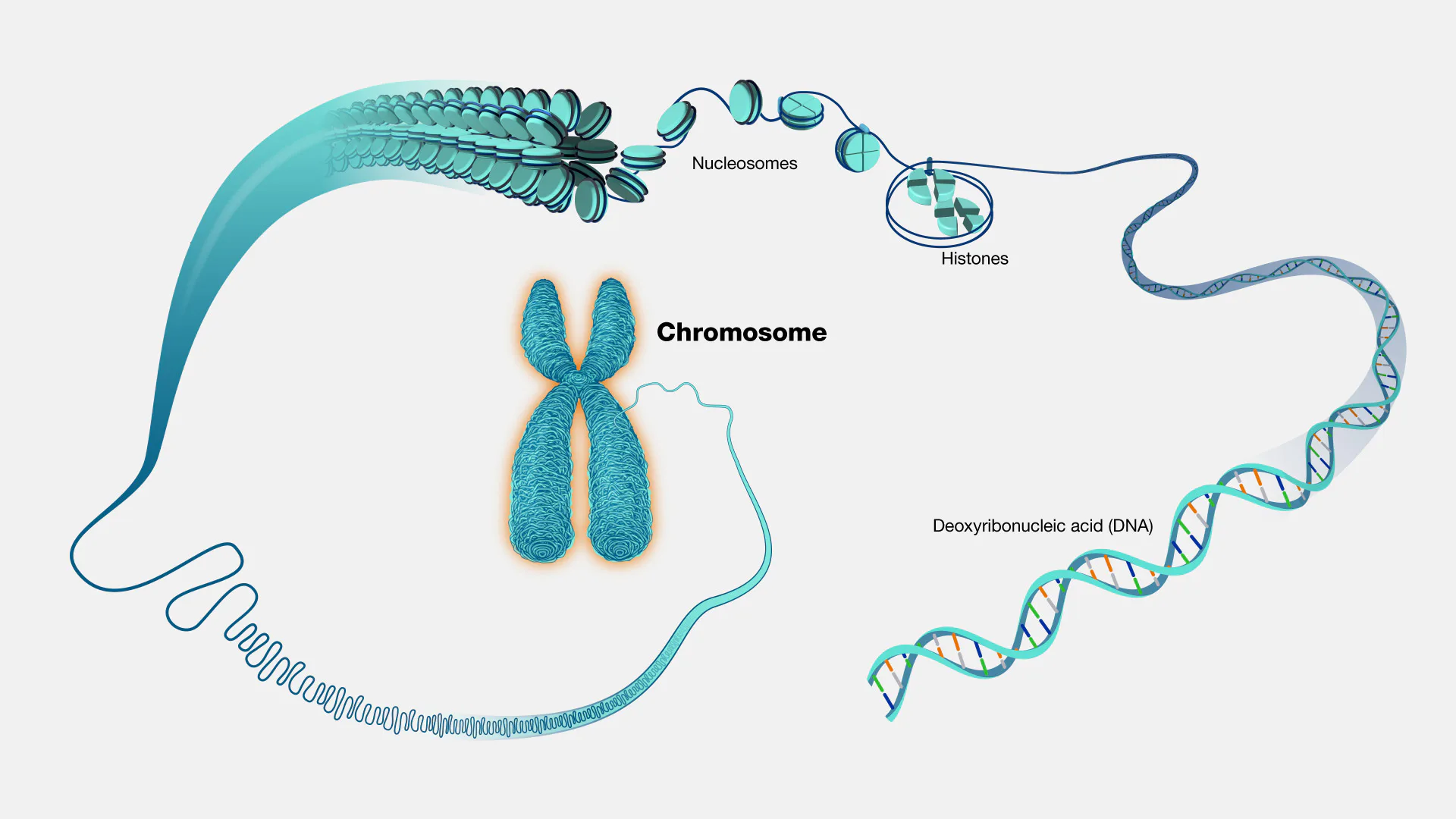 Karyotypes, Chromosomes, and Meiosis 9th Grade Flashcard | Quizizz