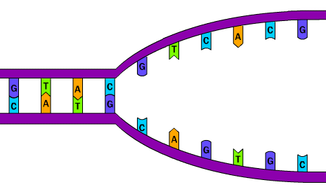 Biology Unit 6 Molecular Genetics 10th Grade Flashcard | Quizizz