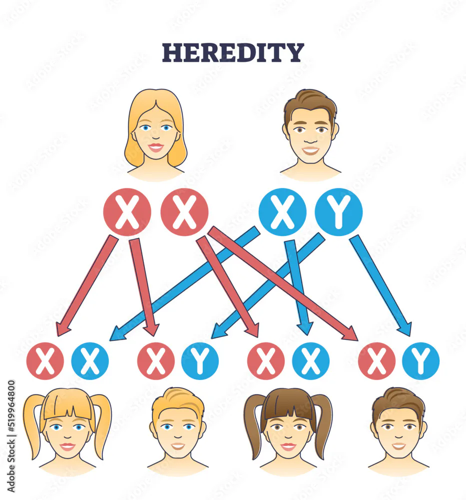 Heredity: Inheritance and Variation of Traits Quiz