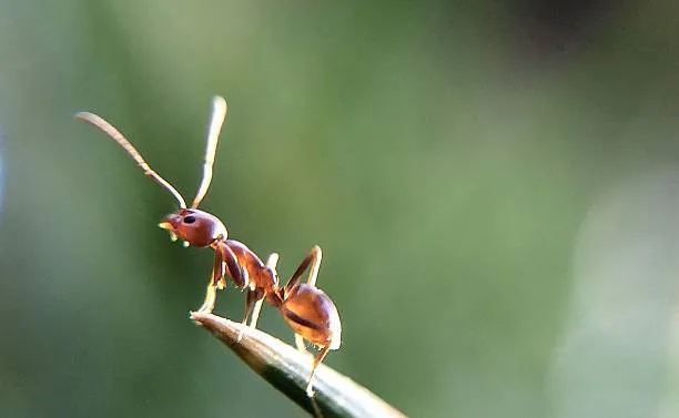 The Ant and the Acacia - Amplify Unit 3 6th Grade Quiz | Quizizz