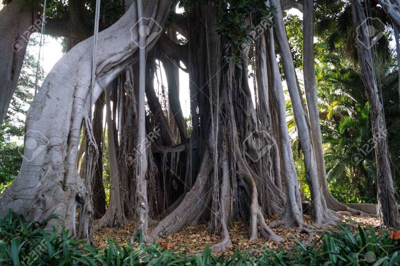 Benchmark Grade 6 Unit 1 6th Grade Quiz | Quizizz