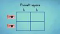 Punnett Squares Interactive Video