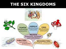 6 Kingdoms of Life 7th Grade Flashcard | Quizizz