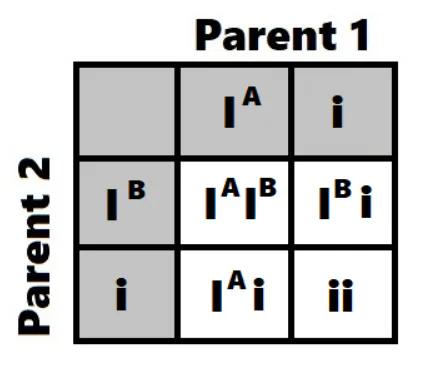 Blood Type Multiple Alleles 8th - 9th Grade Quiz | Wayground (formerly ...