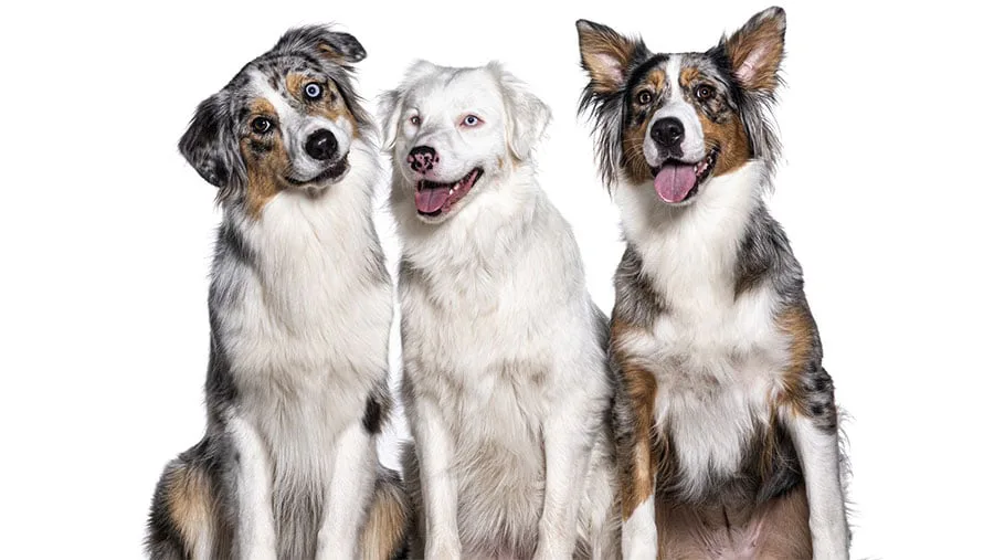 Guess the dog breeds Quiz