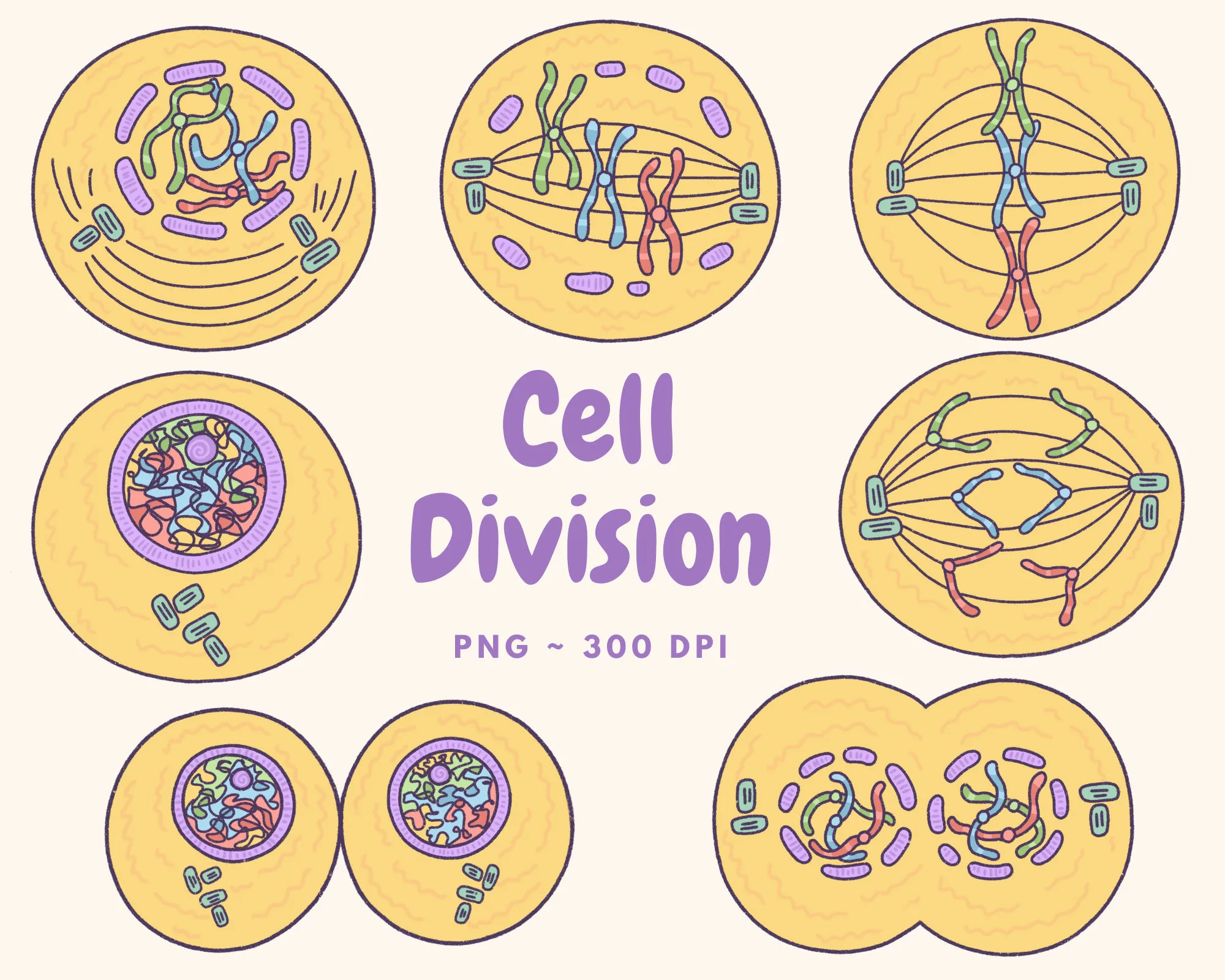DNA & Cell Division Flashcards 7th Grade Quiz | Quizizz