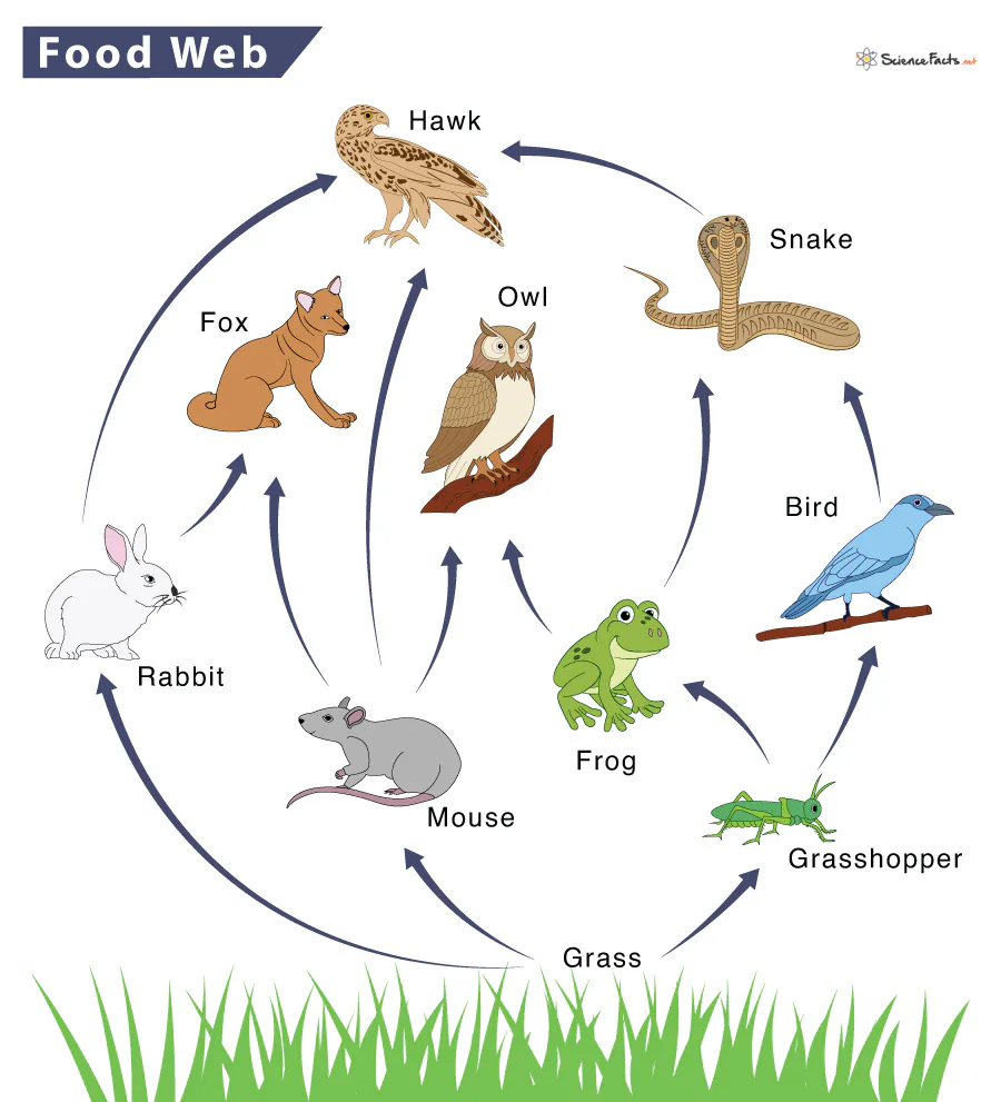 Food Chains & Webs to Model Ecological Relationships 9th Grade Quiz ...