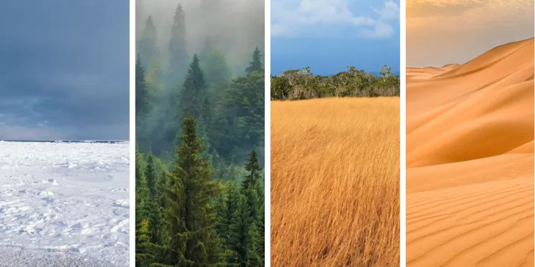 Unit 4- Terrestrial Biomes 9th - 12th Grade Flashcard | Quizizz