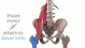 Iliopsoas muscle (3D) Interactive Video