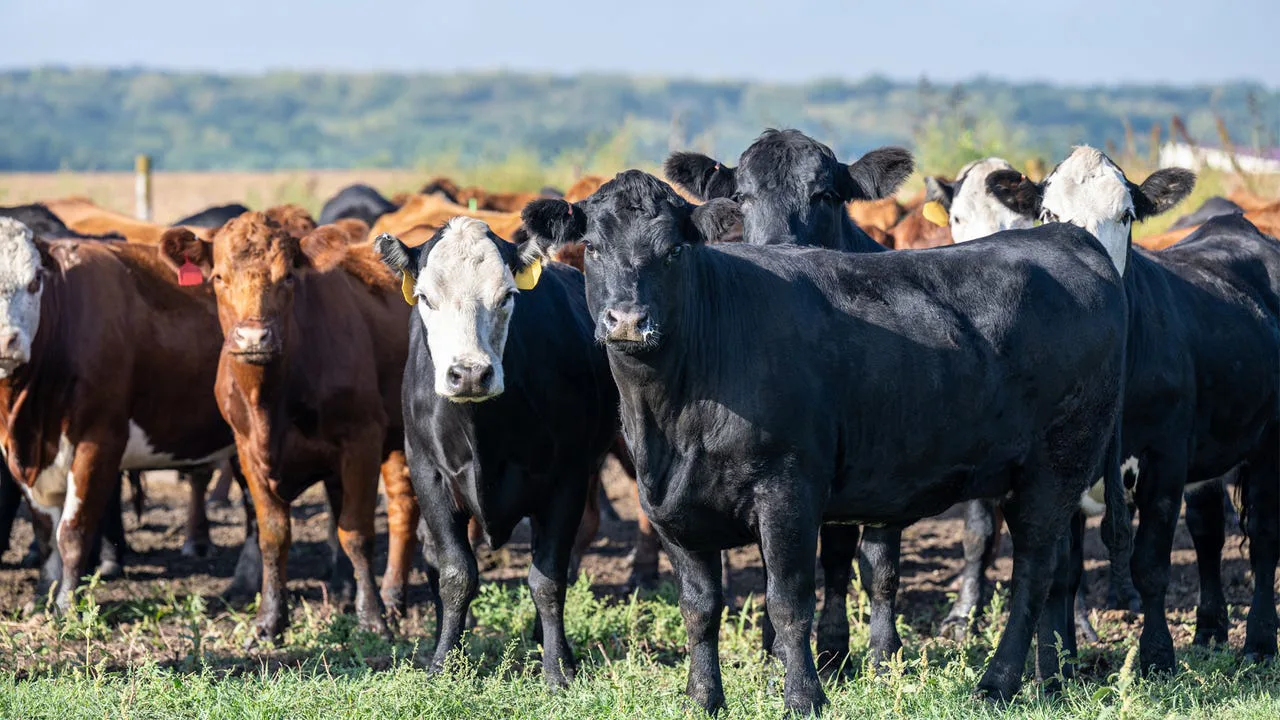 Cattle Terminology Quiz