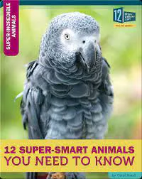 12 Super-Smart Animals You Need To Know (MC) Quiz