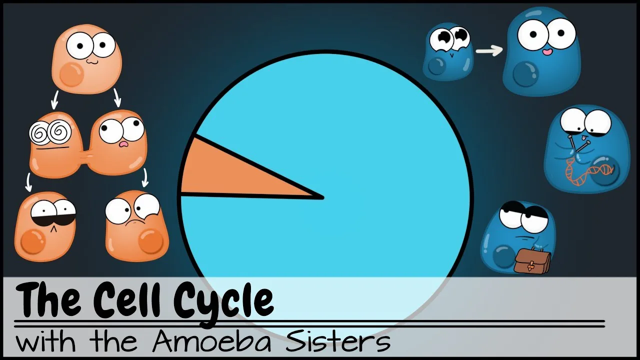 Amoeba Sisters Cell Division 7th - 8th Grade Quiz | Quizizz