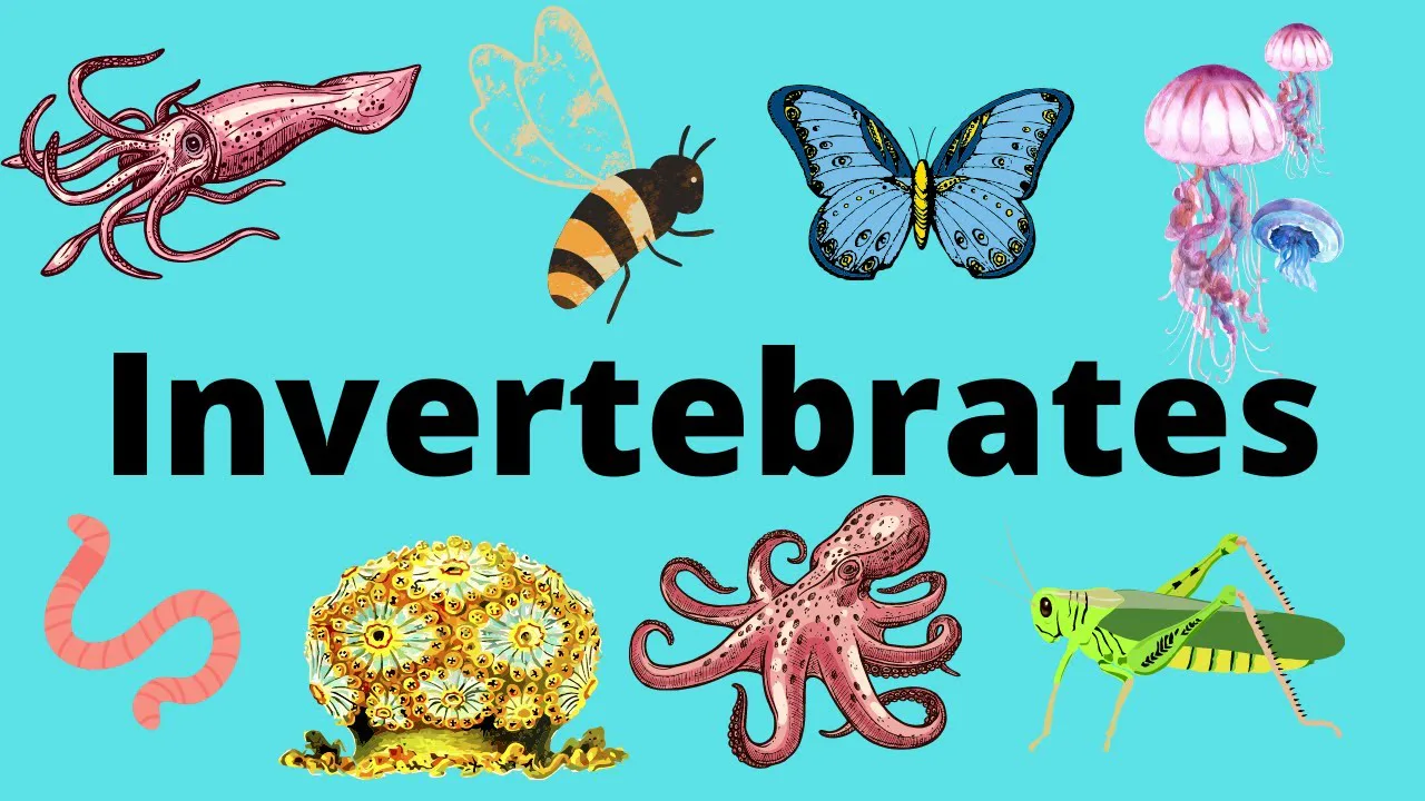 INVERTEBRATES Quiz