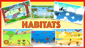 Habitats Quiz Quiz