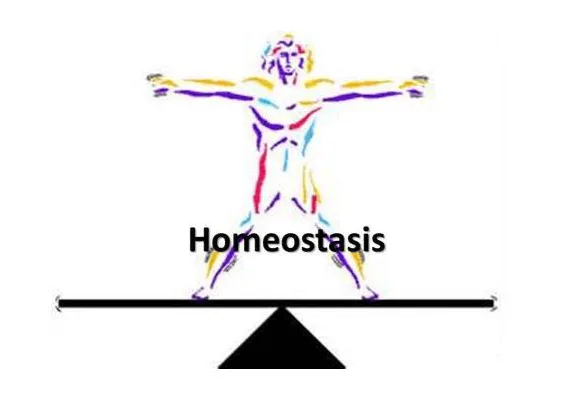 HS-LS1-3: Homeostasis 9th - 12th Grade Flashcard | Quizizz