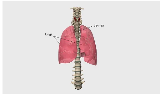 Module 2- Lower Respiratory System Anatomy and Function 12th Grade Quiz ...