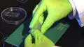 NIST Chip-Scale Assay: A Simple Way to Study Cells Interactive Video