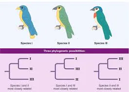 Evolution and Classification Test Review 10th Grade Flashcard | Quizizz