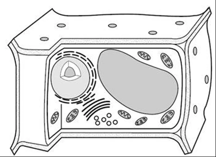 Cell Structure and Function Quiz 9th Grade Quiz | Quizizz
