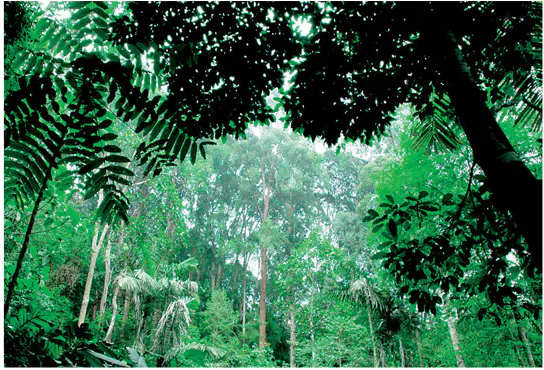 Tropical Rainforest Unit 2 6th Grade Quiz | Quizizz