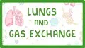 GCSE Biology - Gas Exchange and Lungs #26 9th - 10th Grade Video | Quizizz