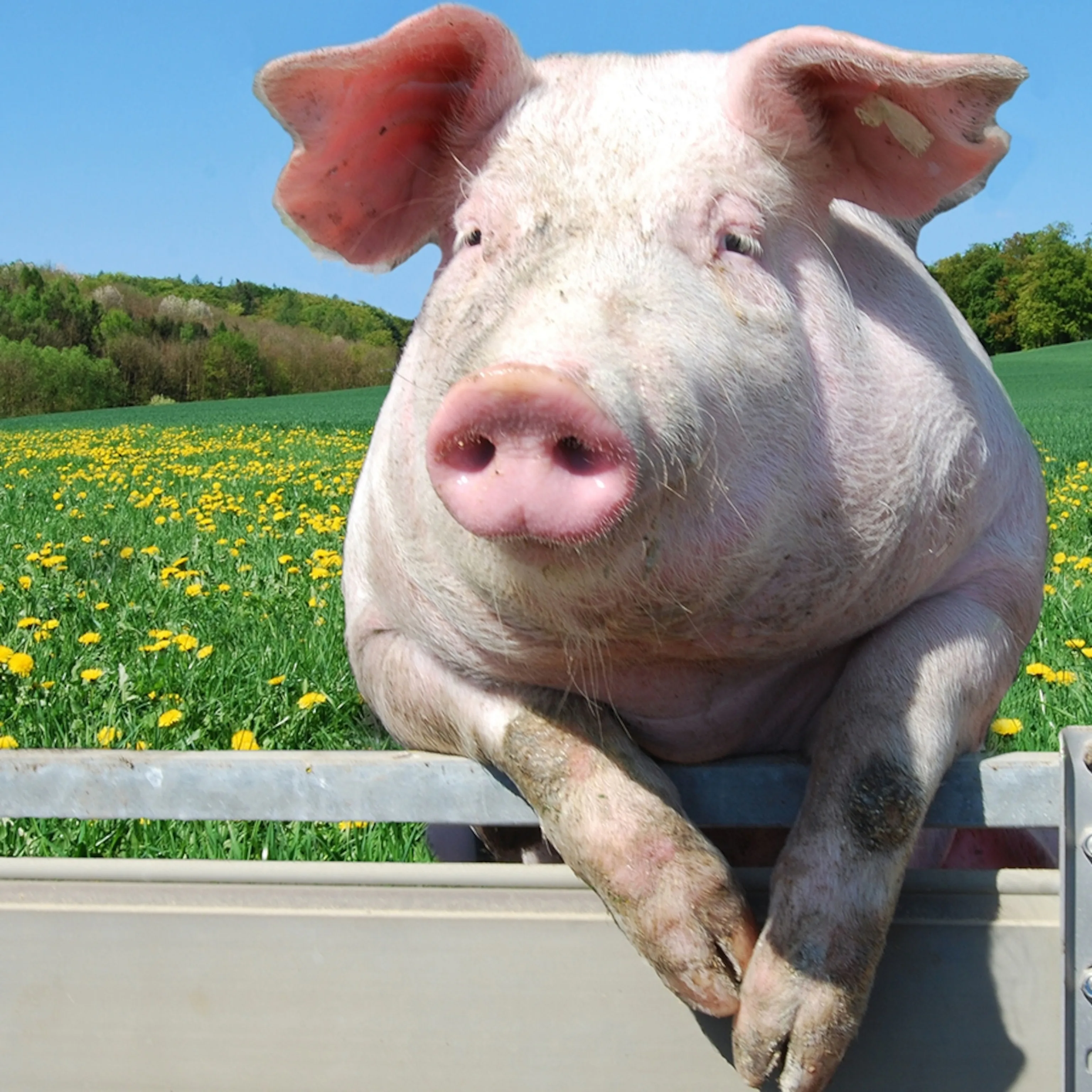 Sentence structure Quiz