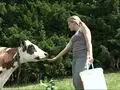 CLEAN: Rent-a-cow scheme to help Swiss city dwellers relax 6th - 7th ...