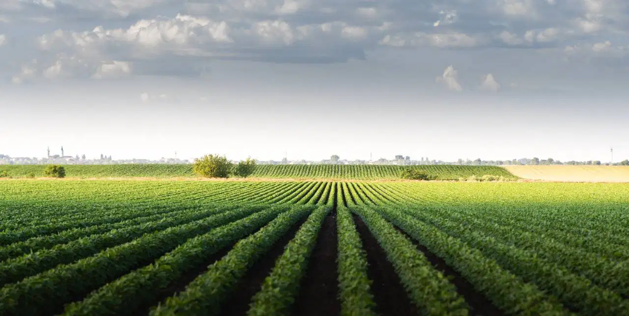 Tipos de parcelas en la agricultura 9th Grade Quiz | Quizizz
