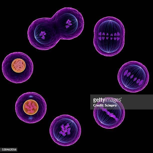 Phases of Mitosis Quiz