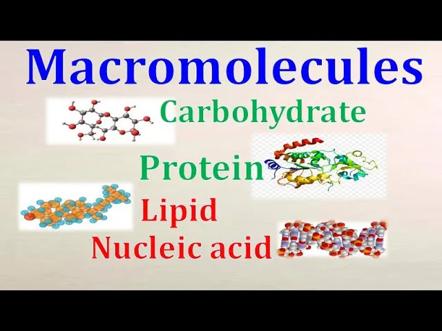 Organic Molecules 2 9th - 12th Grade Flashcard | Quizizz