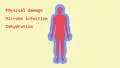 Human Defence Systems Against Pathogens Interactive Video