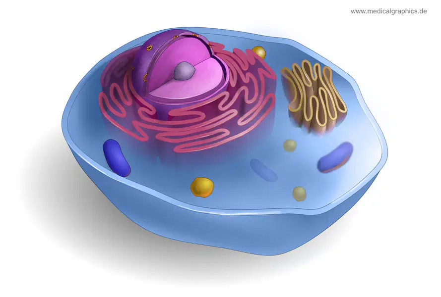 Parts of the Cell 3rd Grade Quiz | Quizizz