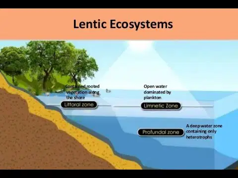Lentic and Marine Ecosystems | Quizizz