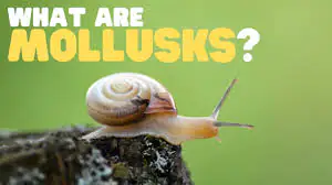 Lesson 8: Invertebrates Without Jointed Legs: Mollusks 4th Grade Quiz ...