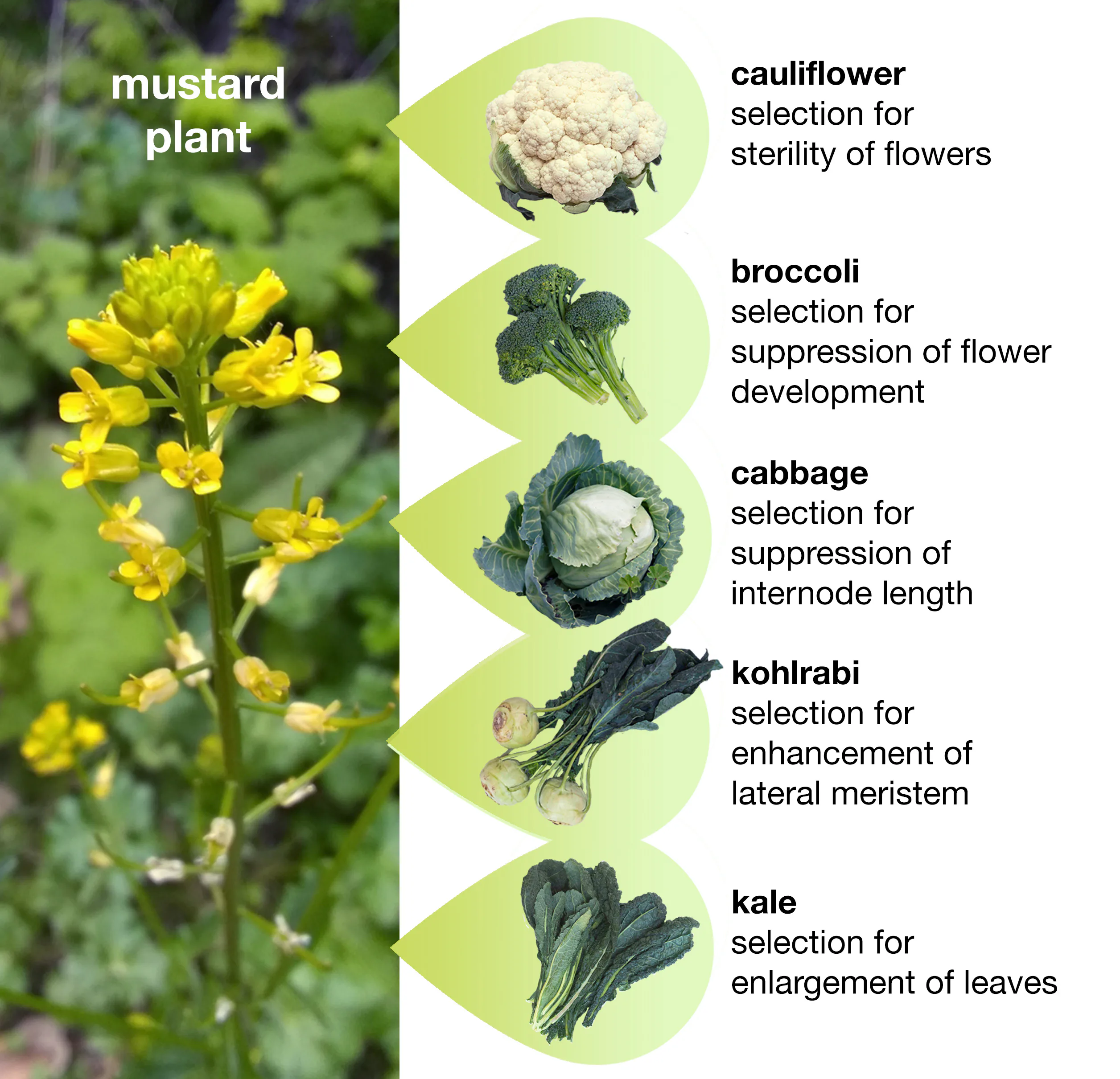 Artificial Selection Quiz 9th Grade Quiz | Quizizz