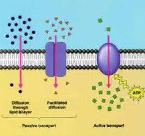 Cell Transport Practice 10th Grade Flashcard | Wayground (formerly Quizizz)