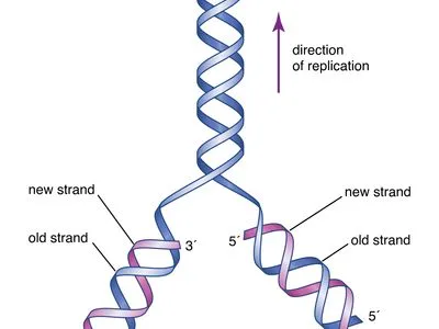 DNA Structure and Replication Review 10th Grade Quiz | Quizizz