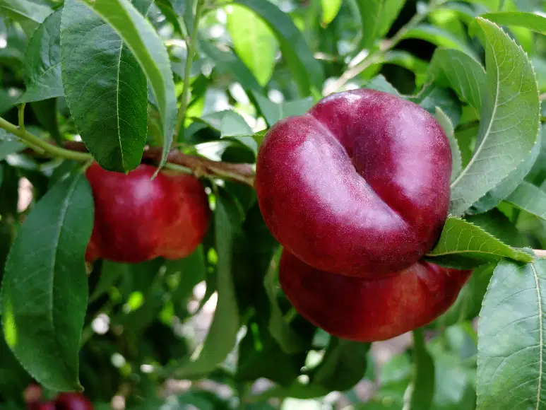 WA Exports Quiz
